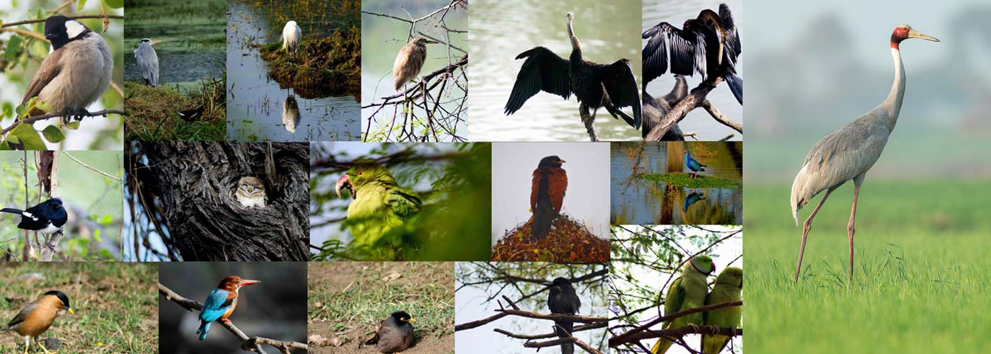 Keoladeo National Park