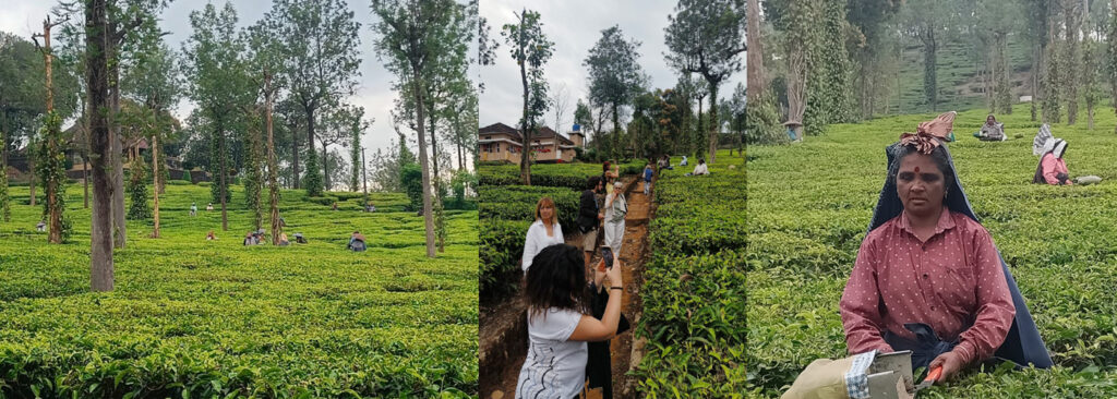 Tea Gardens in Assam